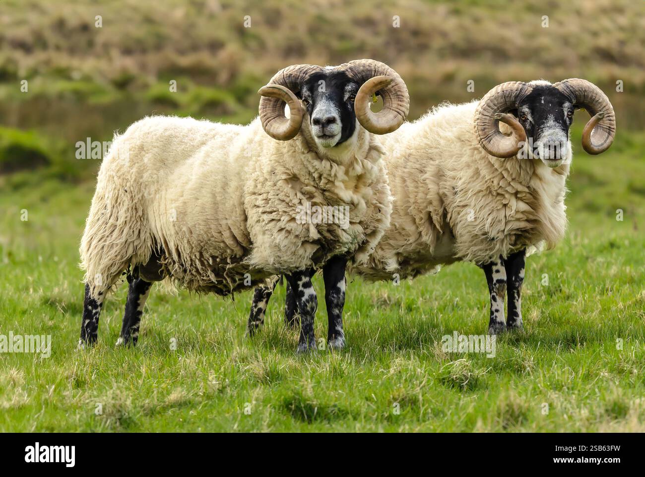 Scottish Blackface, Swaledale rams in Springtime. Two fine rams with ...