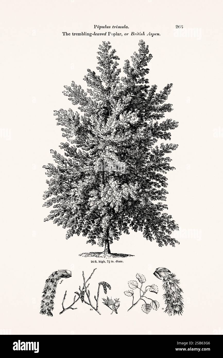 Tree illustration from a vintage 19th-century English book on trees and ...