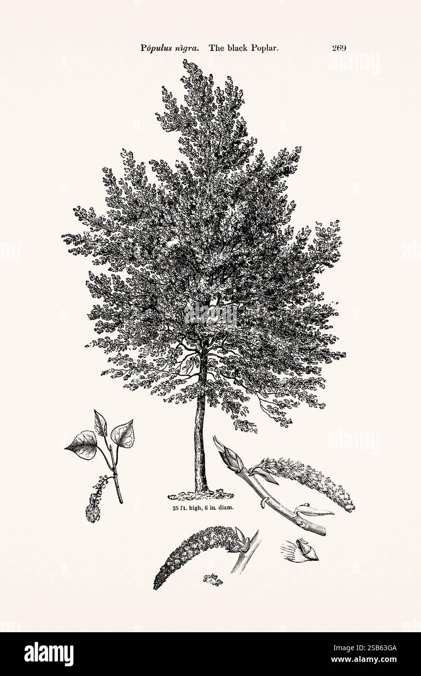 Tree illustration from a vintage 19th-century English book on trees and ...