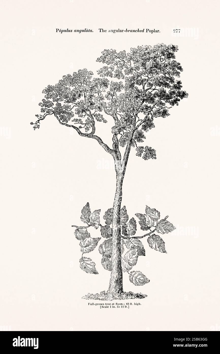 Tree illustration from a vintage 19th-century English book on trees and ...