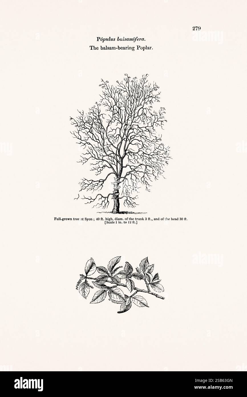 Tree illustration from a vintage 19th-century English book on trees and ...