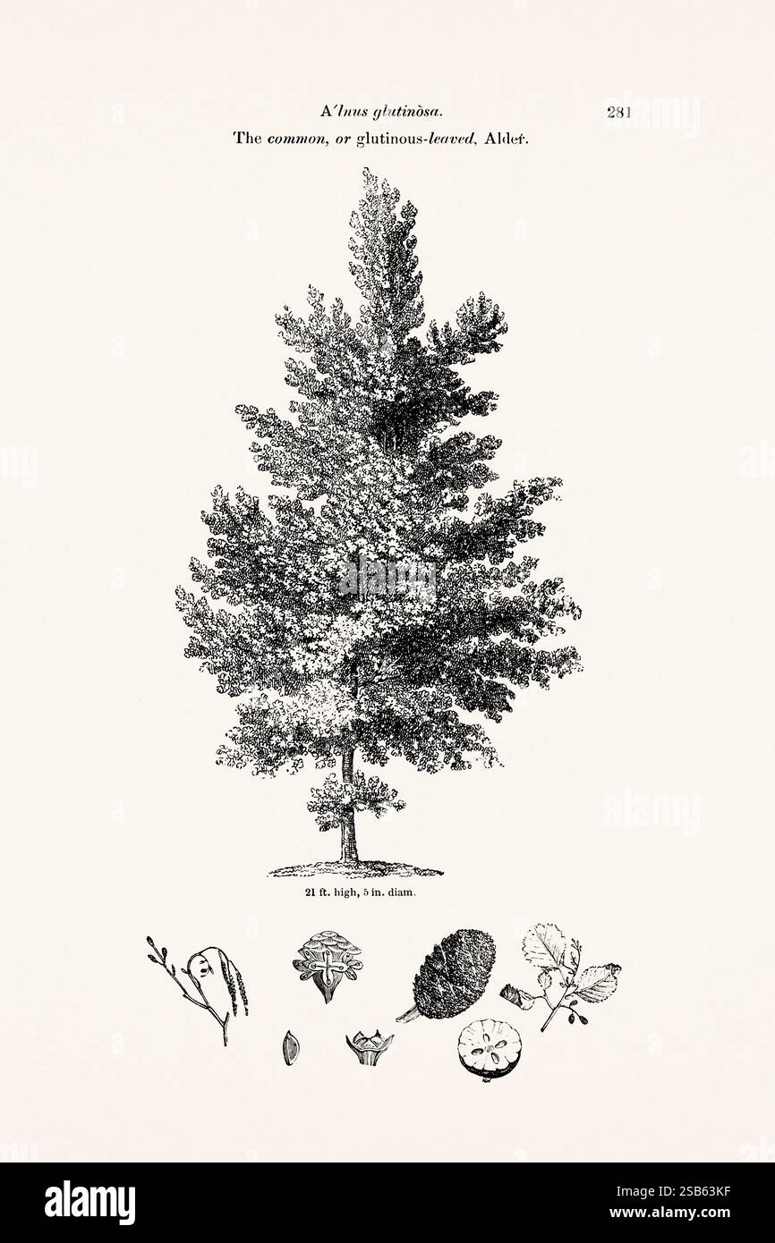 Tree illustration from a vintage 19th-century English book on trees and ...