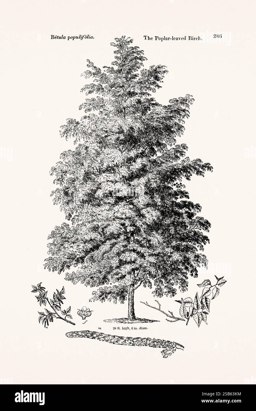 Tree illustration from a vintage 19th-century English book on trees and ...