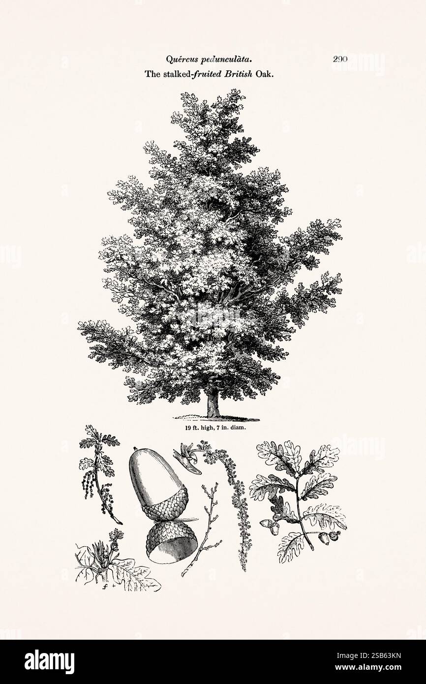 Tree illustration from a vintage 19th-century English book on trees and ...