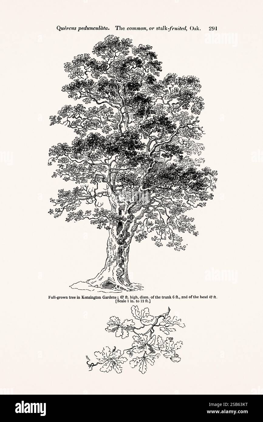 Tree illustration from a vintage 19th-century English book on trees and ...