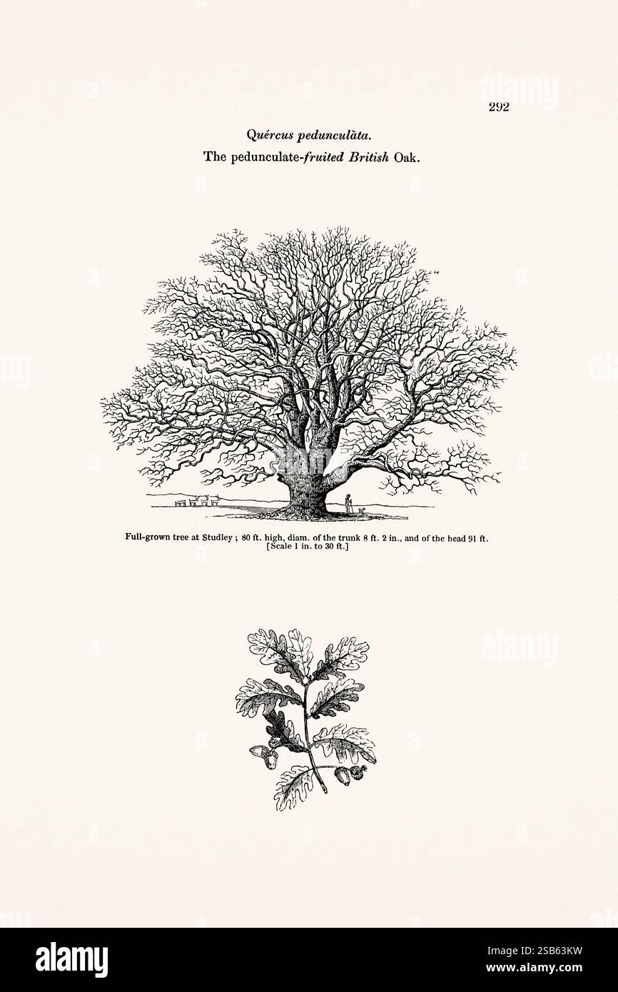 Tree illustration from a vintage 19th-century English book on trees and ...