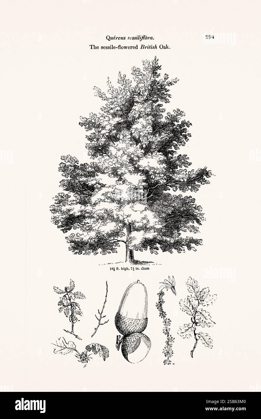 Tree illustration from a vintage 19th-century English book on trees and ...