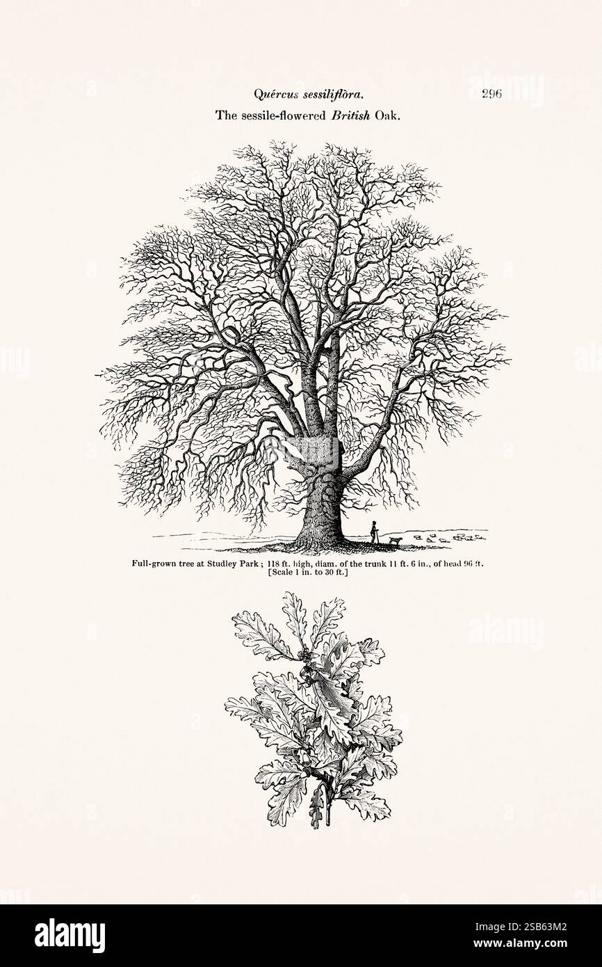 Tree illustration from a vintage 19th-century English book on trees and ...