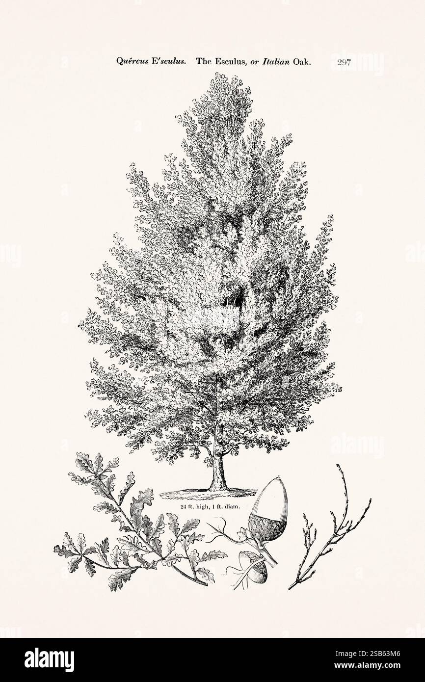 Tree illustration from a vintage 19th-century English book on trees and ...