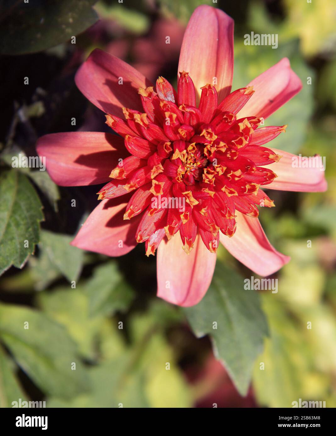 Tangerine type hi-res stock photography and images - Alamy
