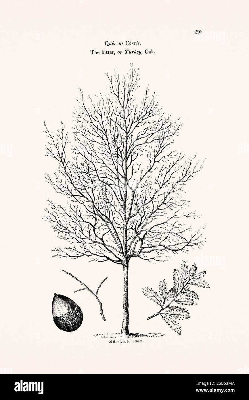 Tree illustration from a vintage 19th-century English book on trees and ...