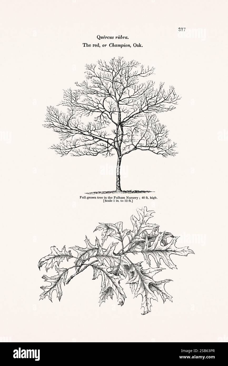 Tree illustration from a vintage 19th-century English book on trees and ...