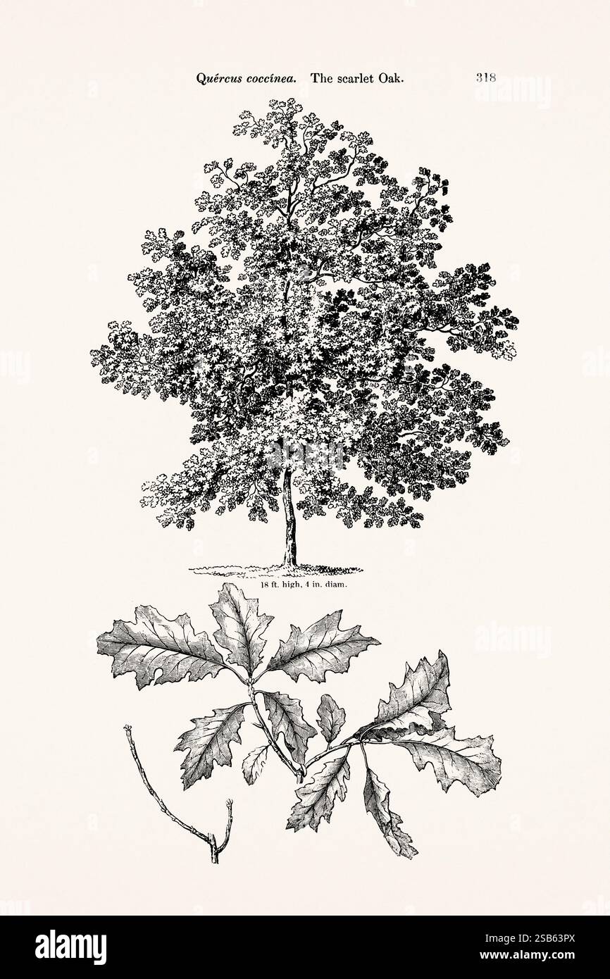 Tree illustration from a vintage 19th-century English book on trees and ...