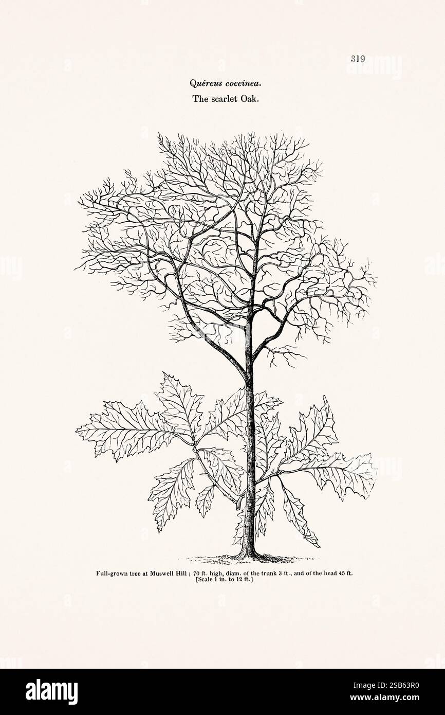 Tree illustration from a vintage 19th-century English book on trees and ...
