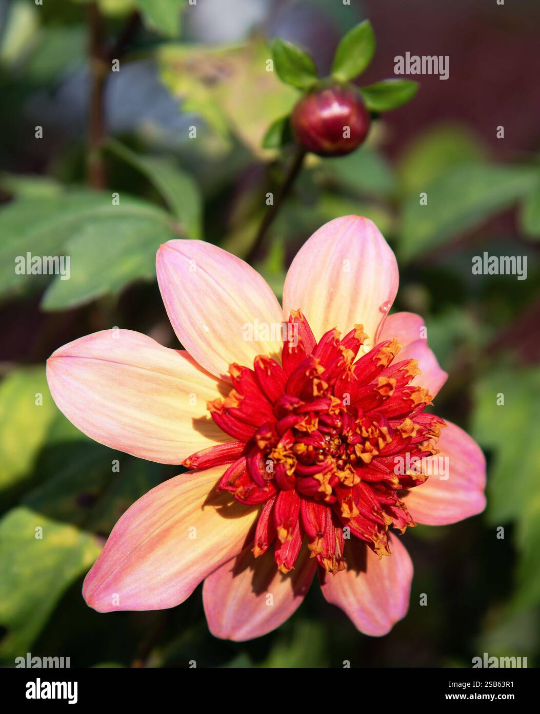 Soft orange dahlia dahlia hi-res stock photography and images - Alamy