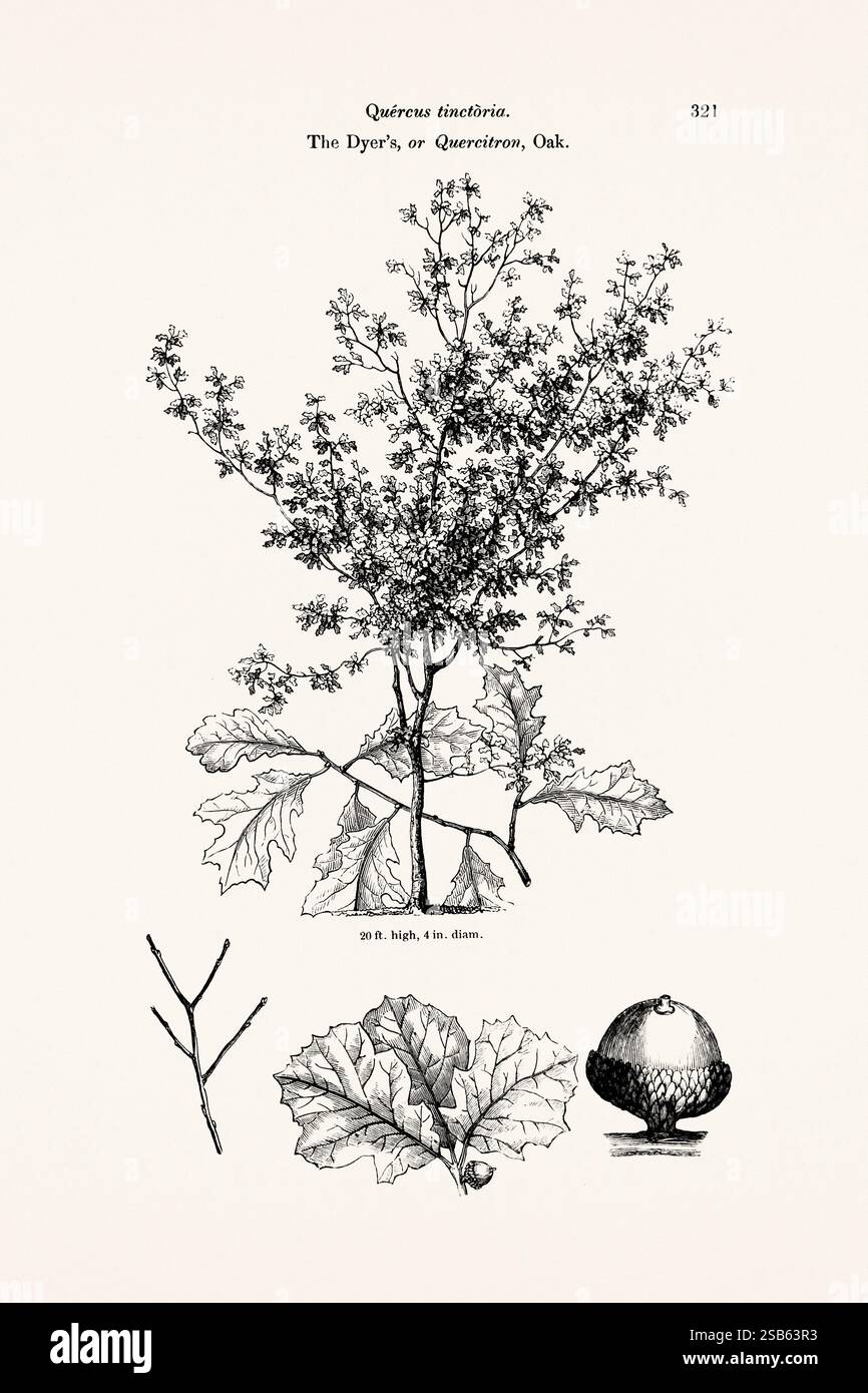 Tree illustration from a vintage 19th-century English book on trees and ...