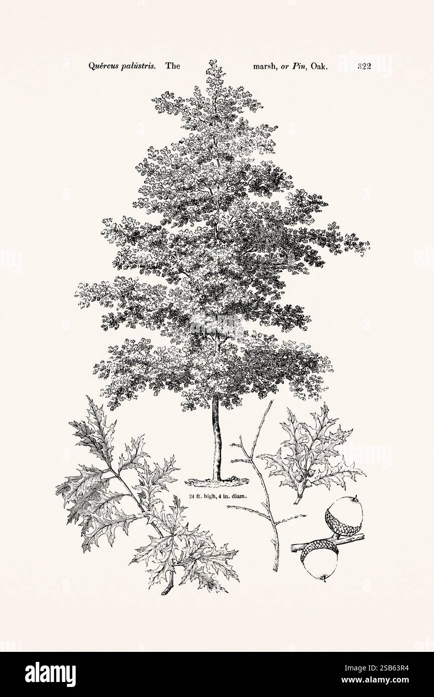Tree illustration from a vintage 19th-century English book on trees and ...