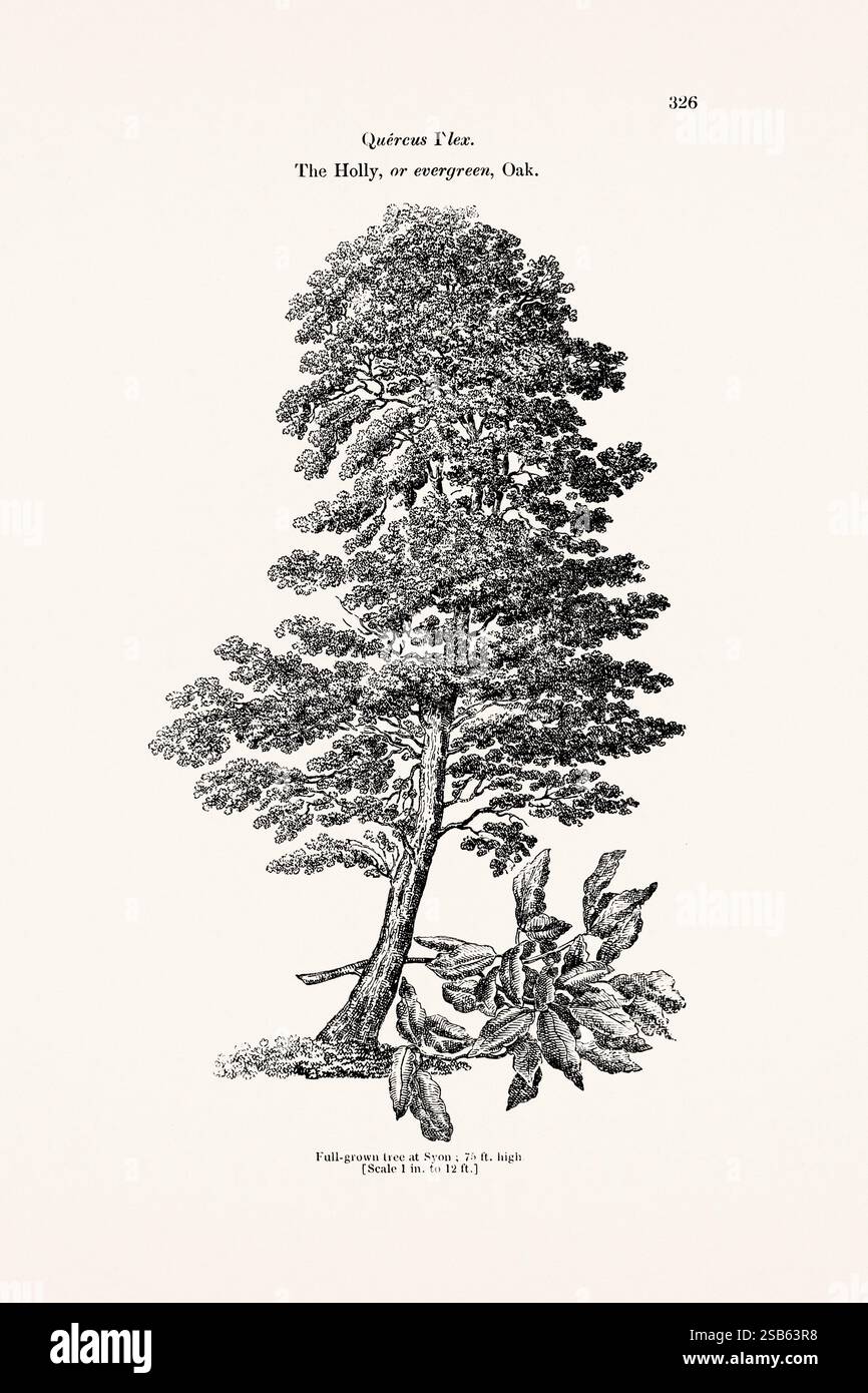 Tree illustration from a vintage 19th-century English book on trees and ...