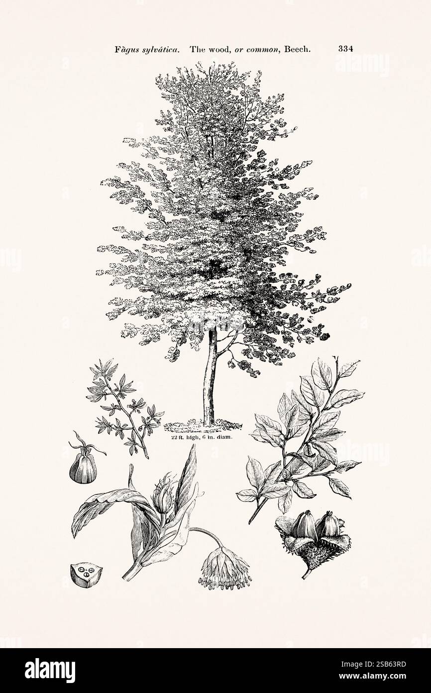 Tree illustration from a vintage 19th-century English book on trees and ...