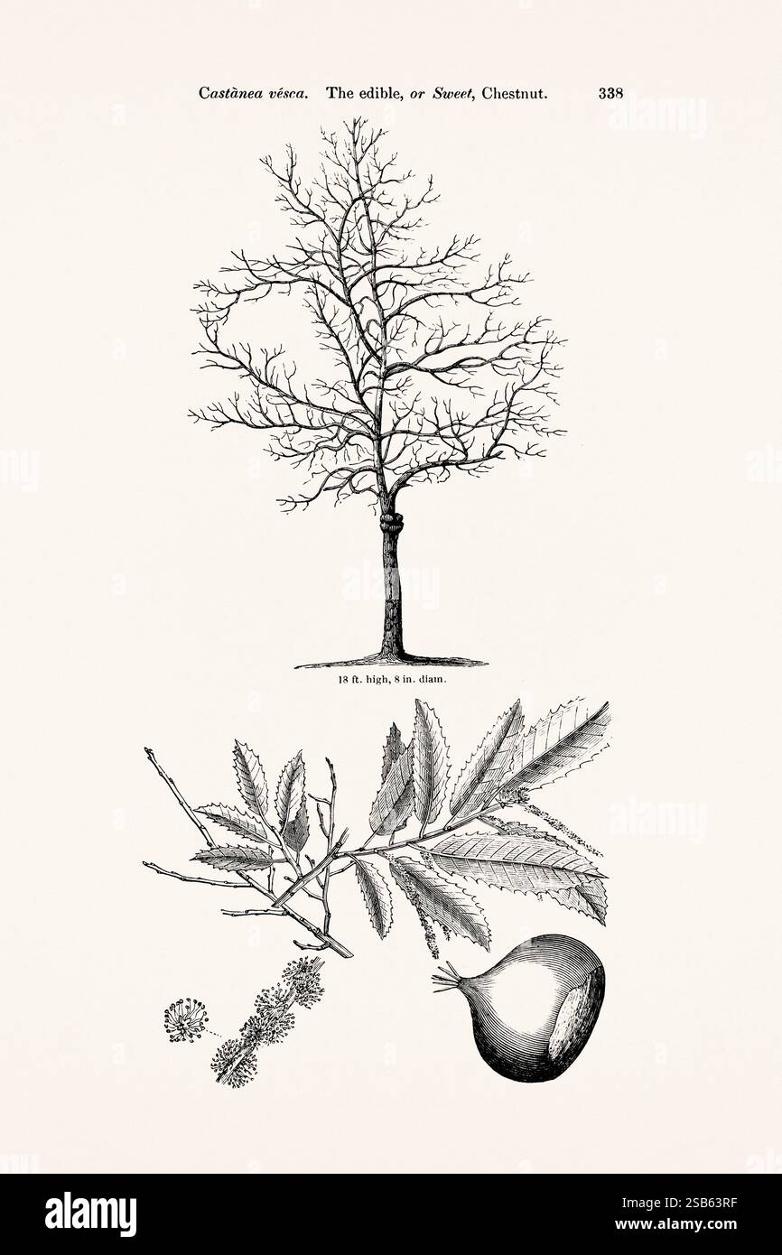 Tree illustration from a vintage 19th-century English book on trees and ...