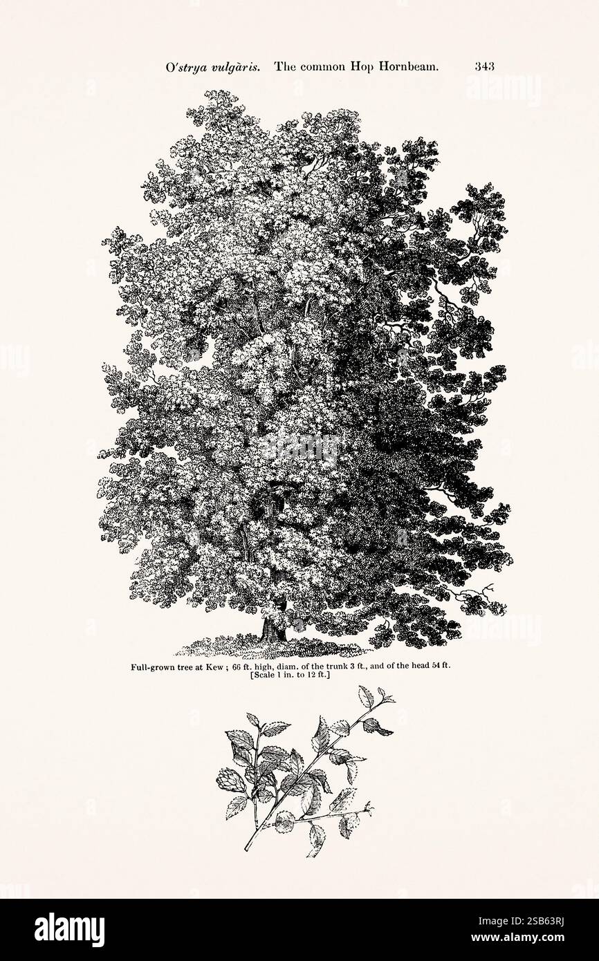 Tree illustration from a vintage 19th-century English book on trees and ...