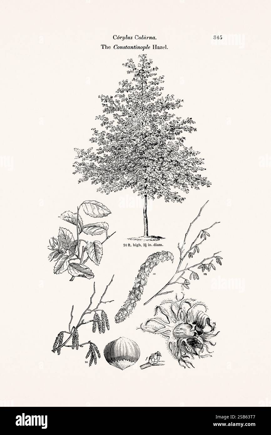Tree illustration from a vintage 19th-century English book on trees and ...