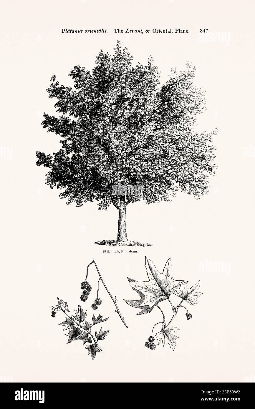 Tree illustration from a vintage 19th-century English book on trees and ...