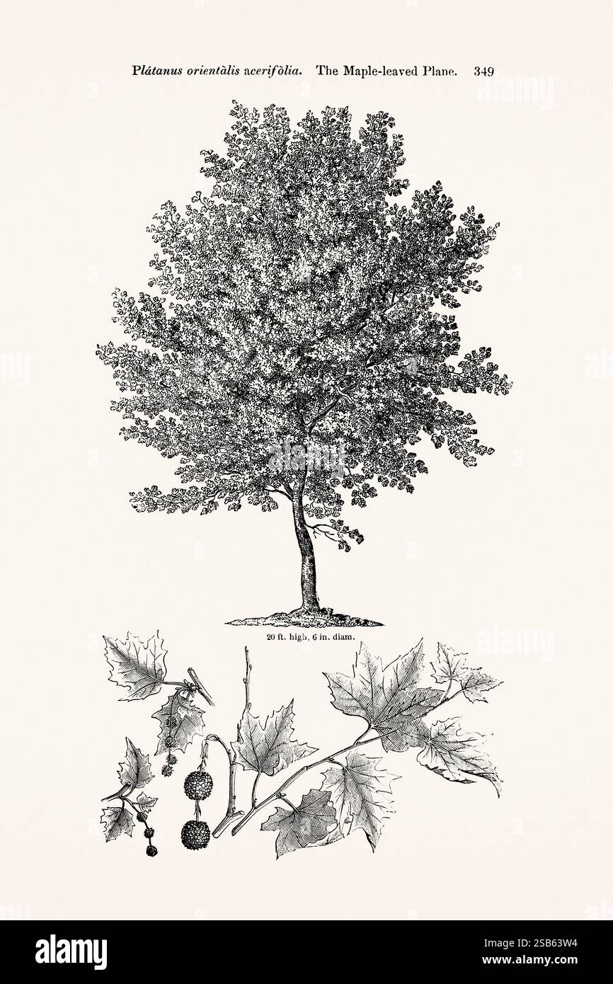 Tree illustration from a vintage 19th-century English book on trees and ...