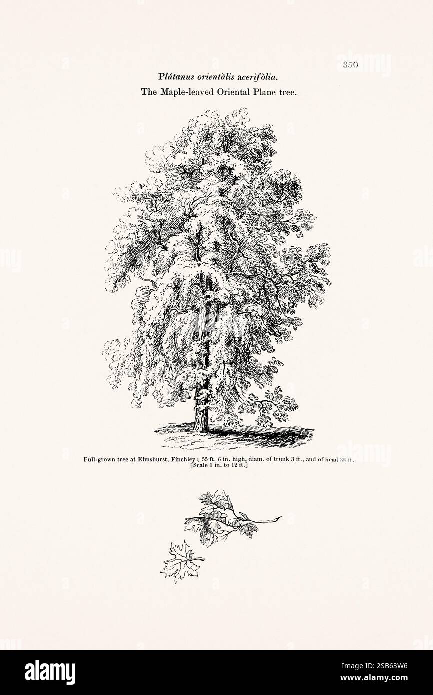 Tree illustration from a vintage 19th-century English book on trees and ...