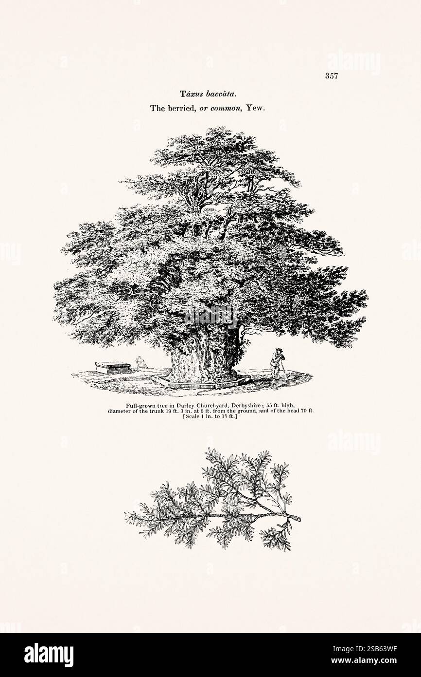 Tree illustration from a vintage 19th-century English book on trees and ...
