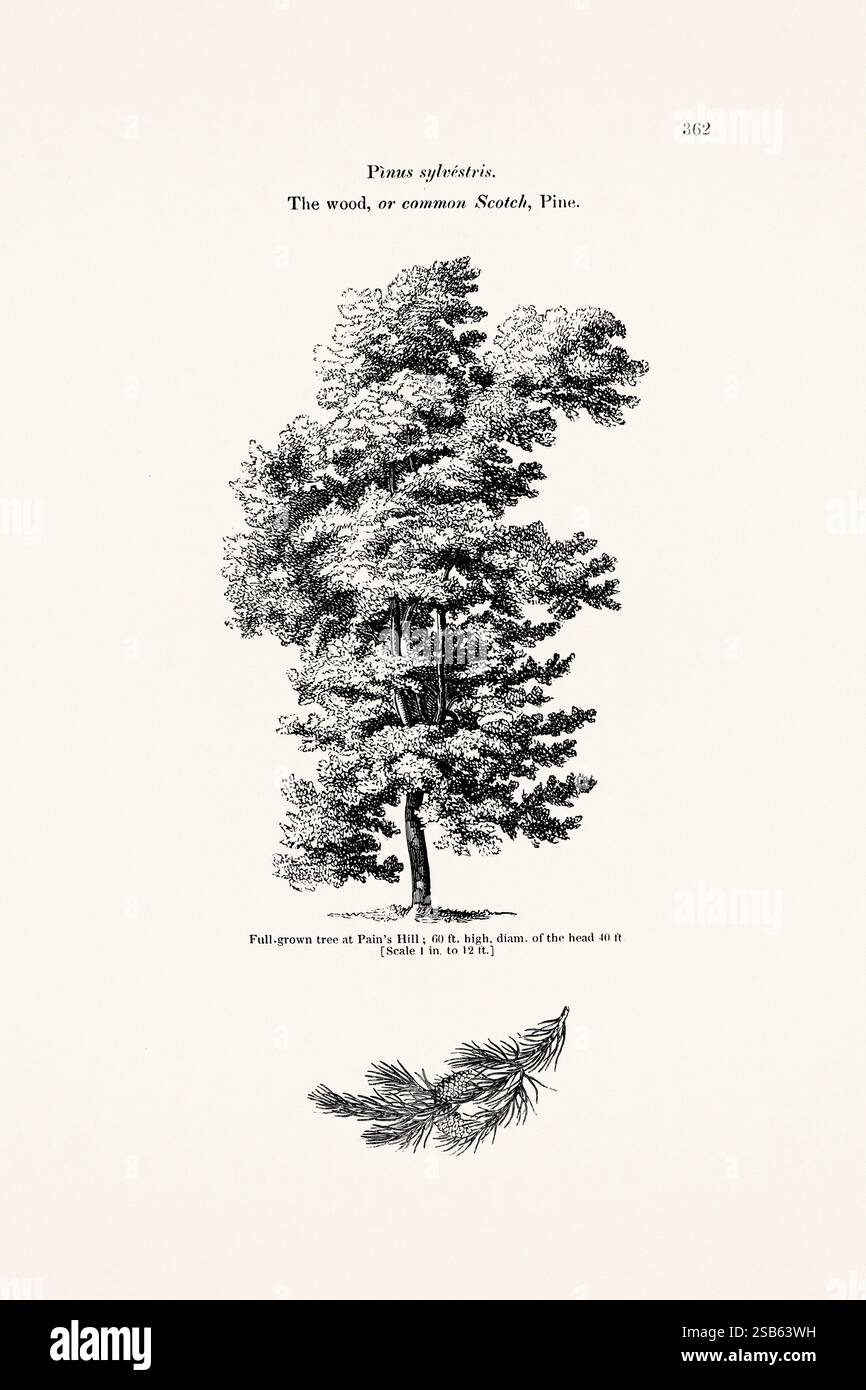 Tree illustration from a vintage 19th-century English book on trees and ...