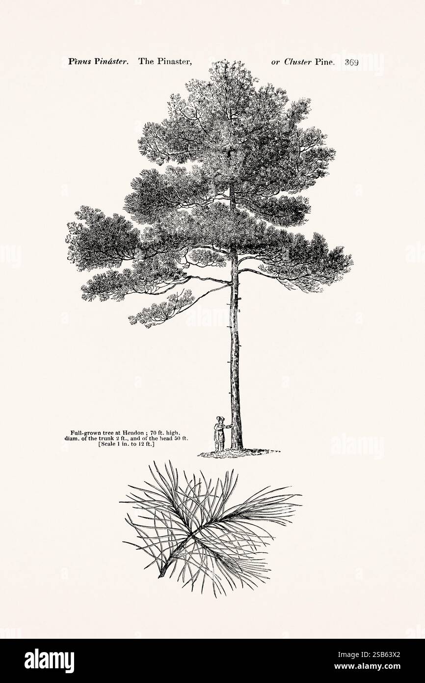 Tree illustration from a vintage 19th-century English book on trees and ...
