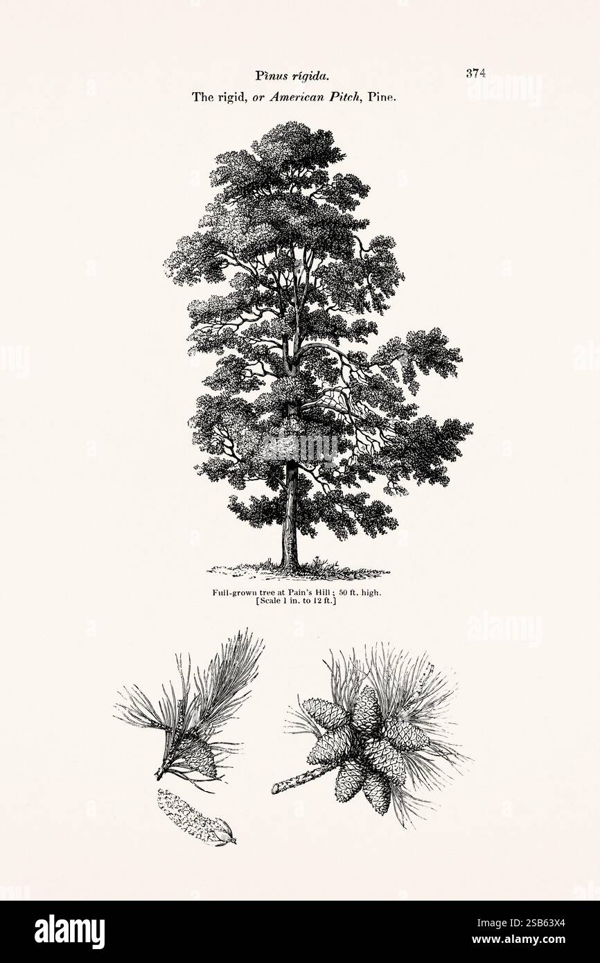 Tree illustration from a vintage 19th-century English book on trees and ...