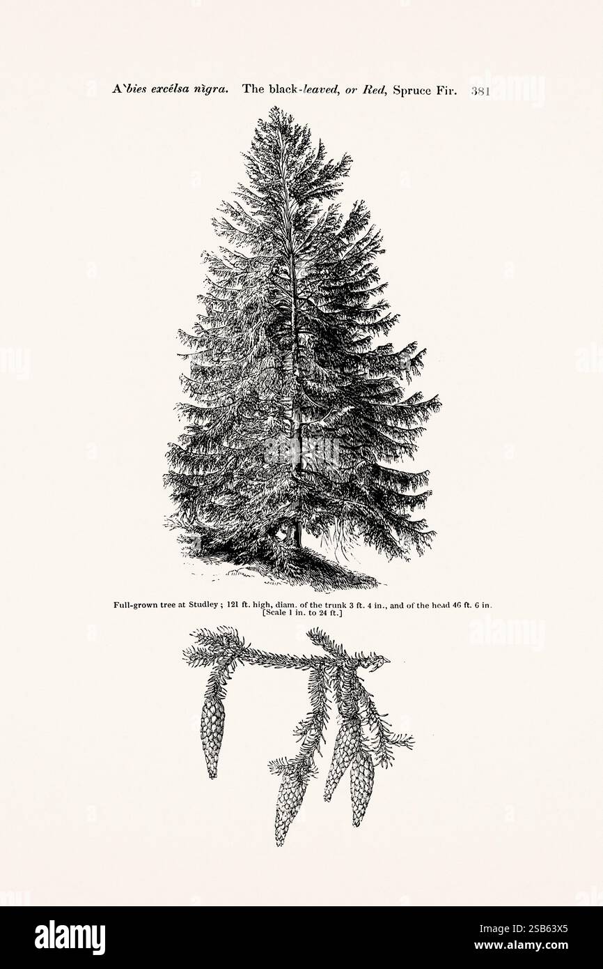 Tree illustration from a vintage 19th-century English book on trees and ...