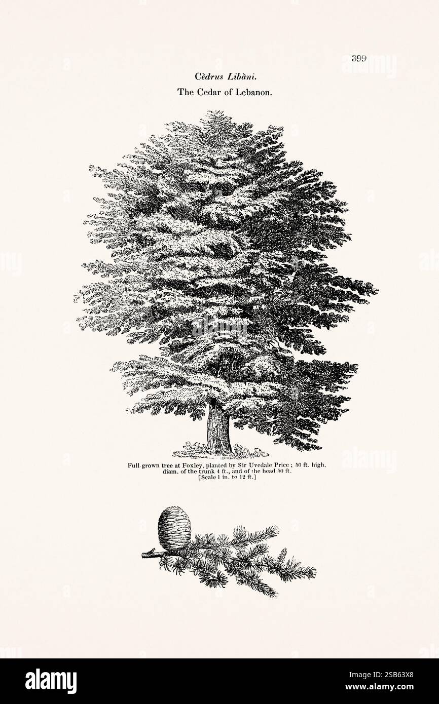 Tree illustration from a vintage 19th-century English book on trees and ...