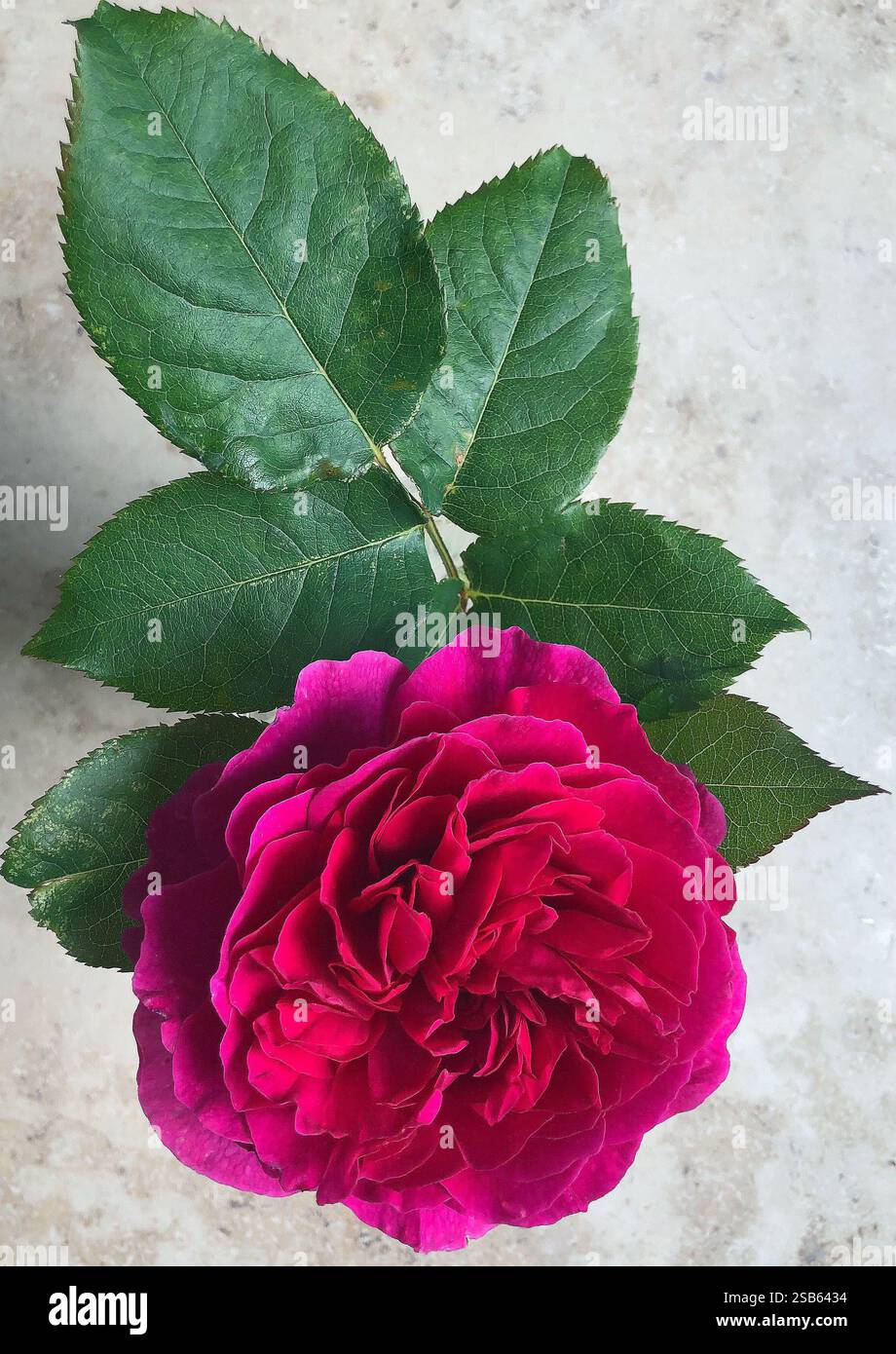 Rosa majenta hi-res stock photography and images - Alamy