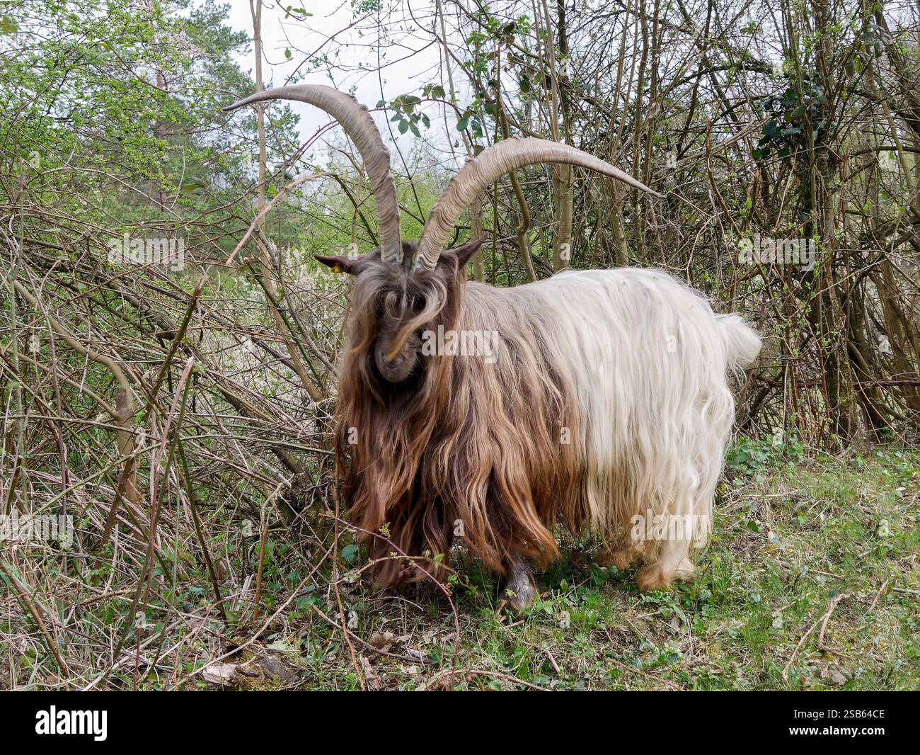 Majestic Goat with Long Fur Posing in a Forested Area Stock Photo - Alamy