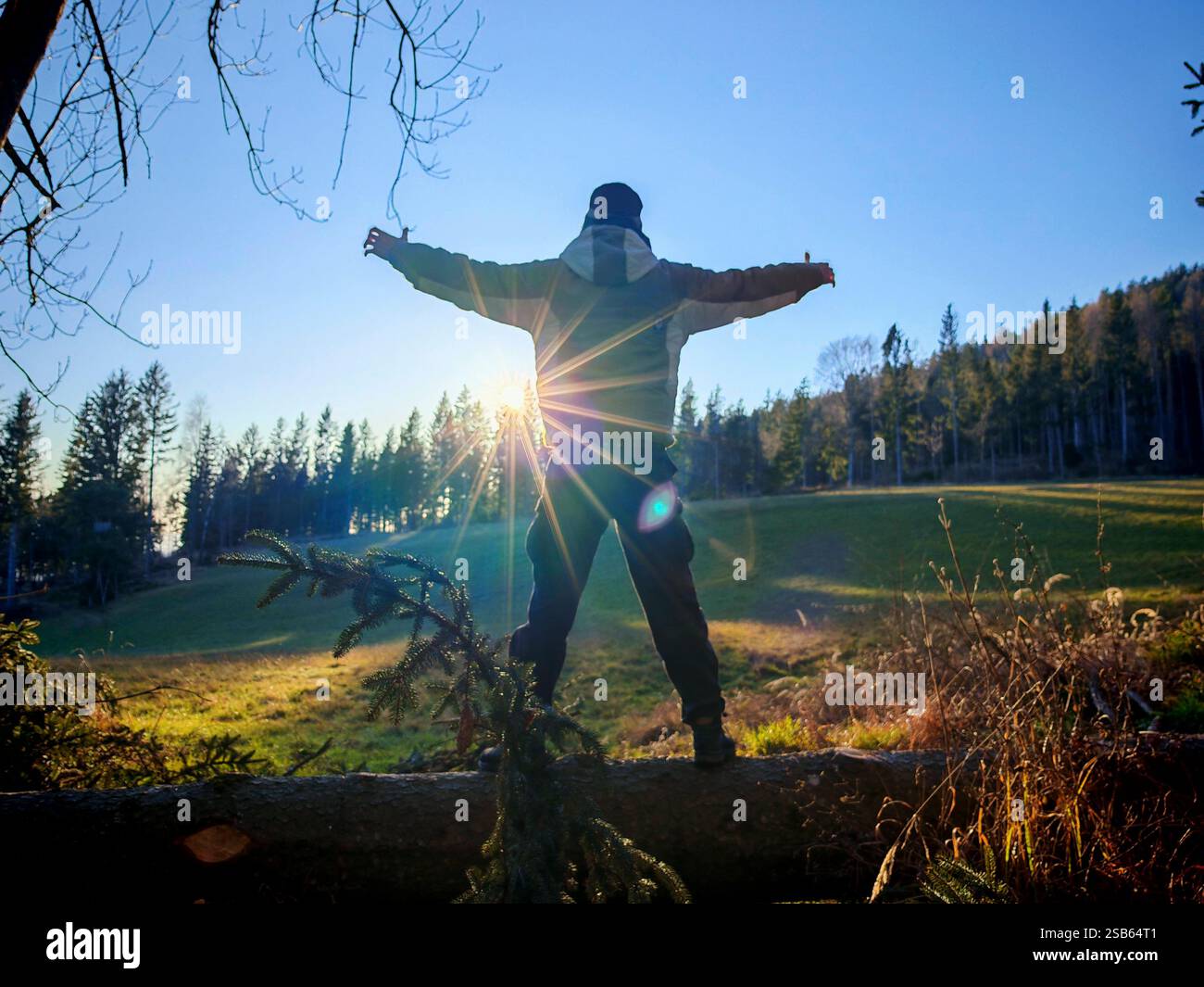 light as life force in nature, sunshine for energy and vitality light ...