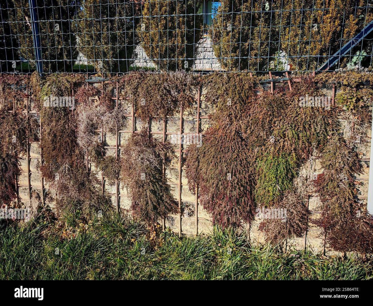 green shrubs building a hedge or hedgerow as a natural garden fence ...