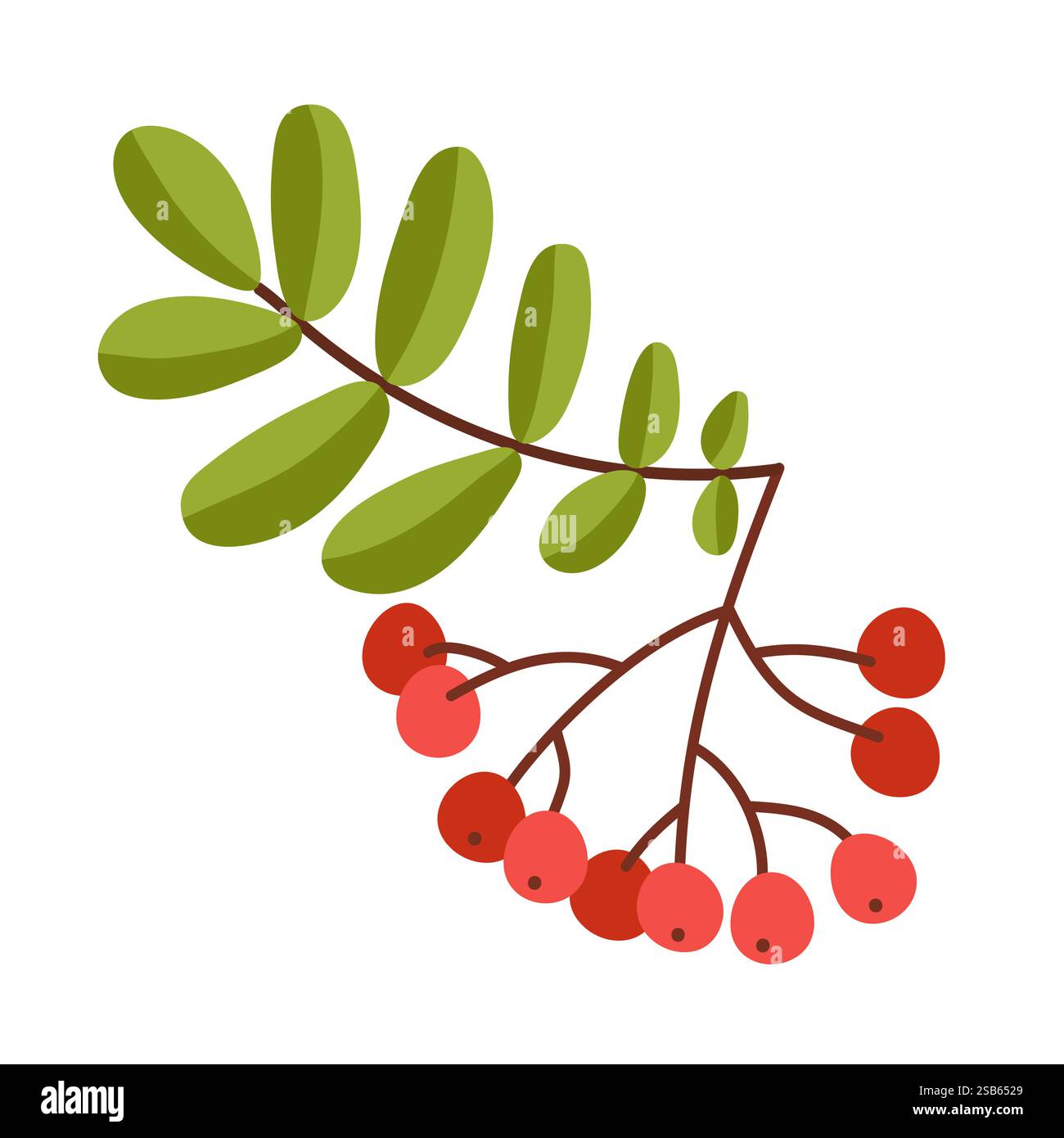 Rowan Berry Cluster Hanging on Tree Branch with Pinnate Leaves Vector ...