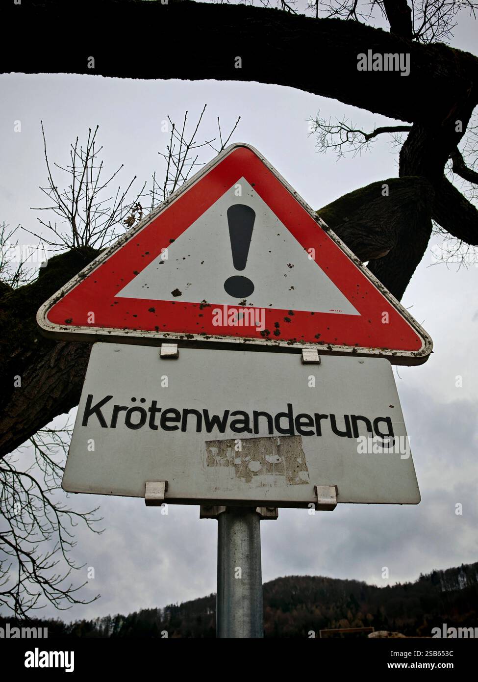 toad migration or frog migration, small amphibian animal on the move ...