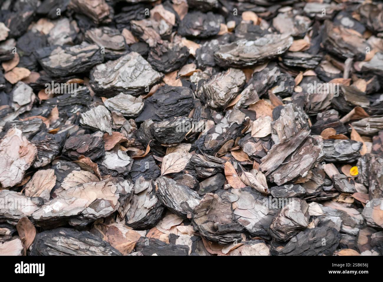 the bark of chopped trees is brown in color and has many pieces of ...