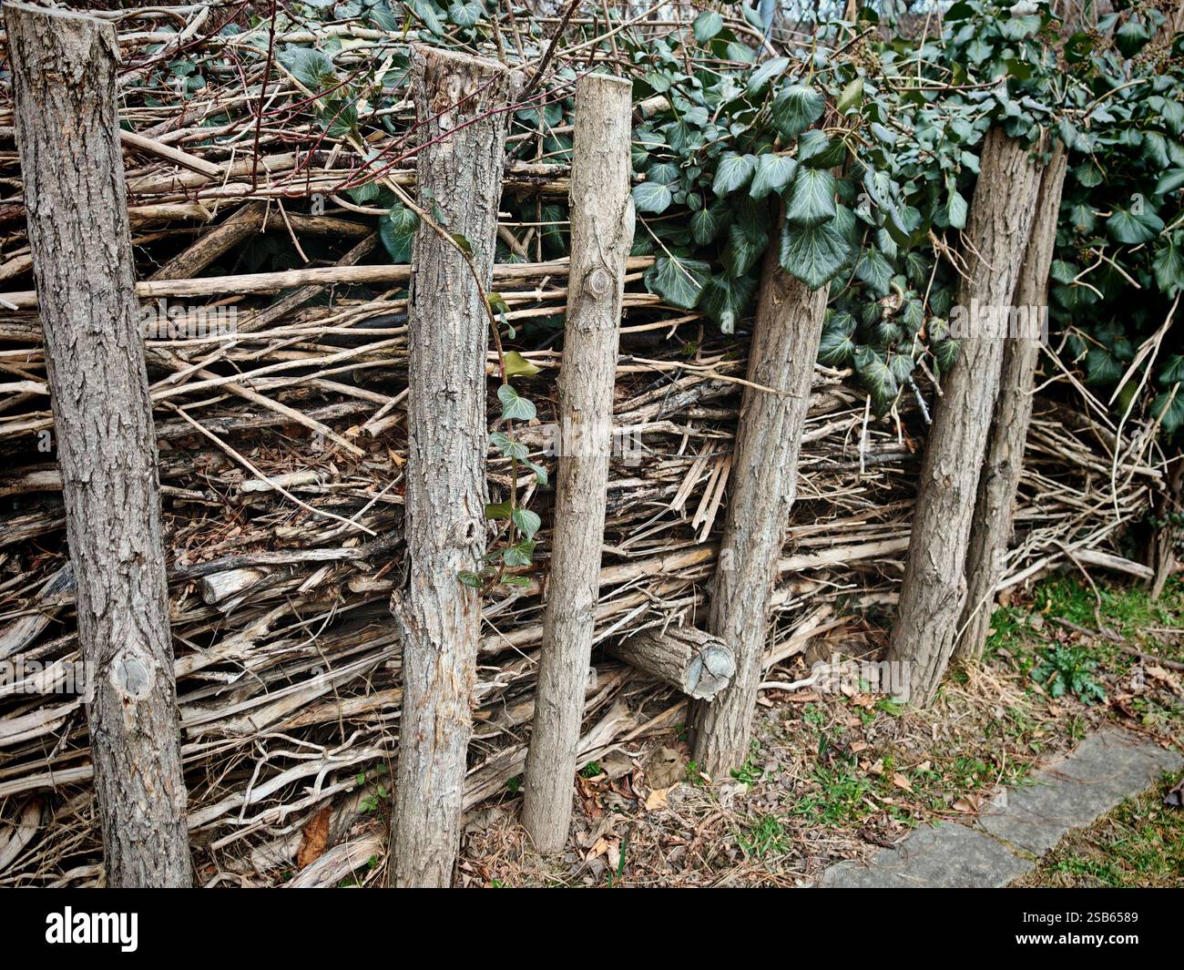 green shrubs building a hedge or hedgerow as a natural garden fence ...