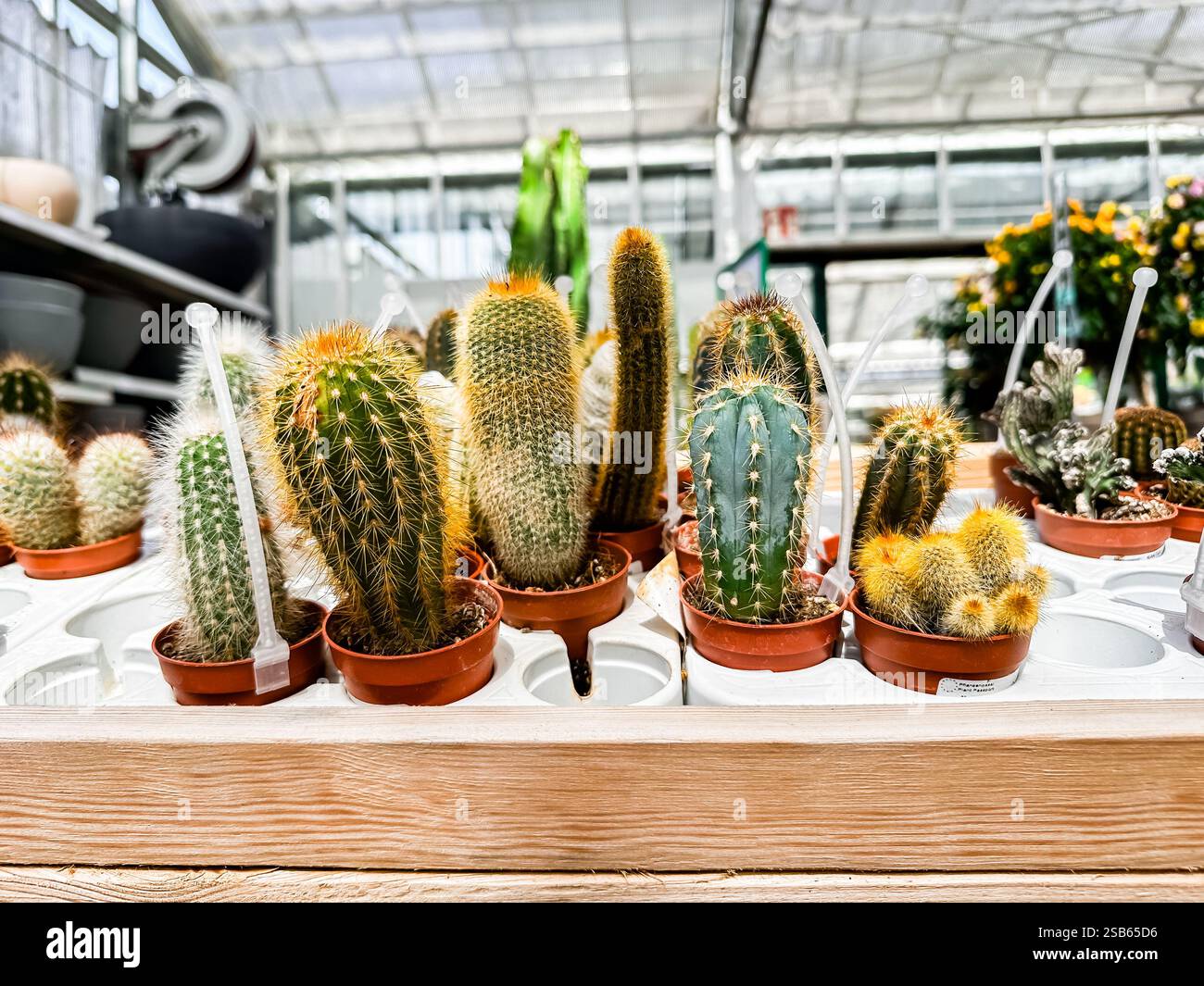 Various cacti displayed in pots hi-res stock photography and images - Alamy