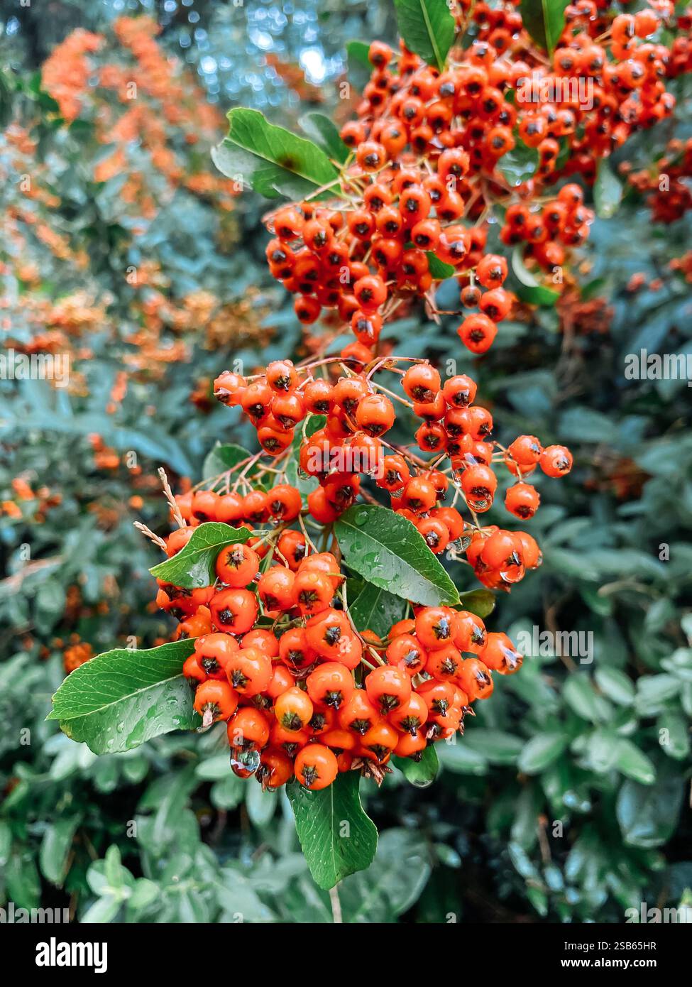 Cluster of red berries on a tree. The berries are small and shiny. The ...
