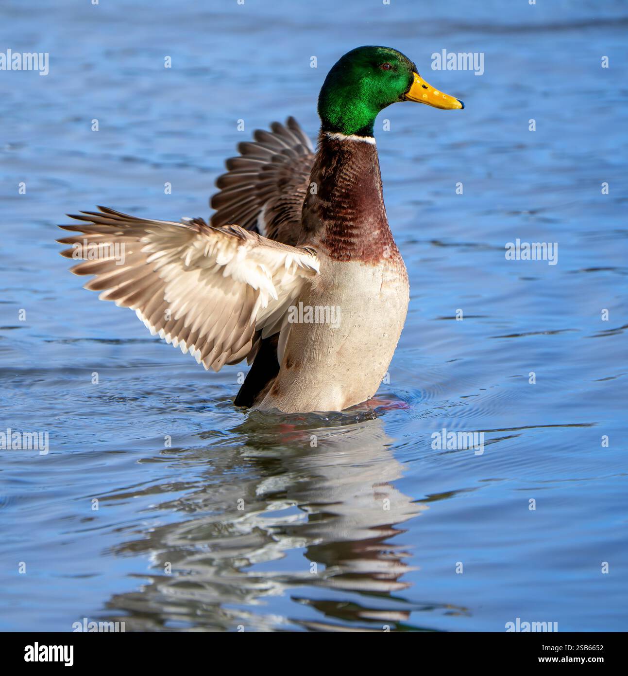 Vibrant Mallard Duck Stretching Wings on a Clear Water Surface Stock ...