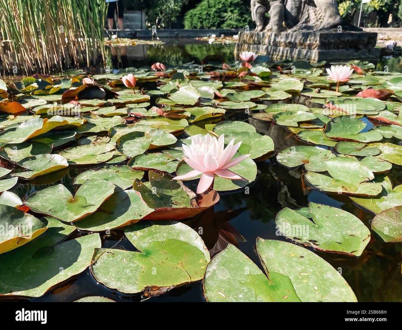 Pond full of lily pads and a single pink flower. The pond is calm and ...