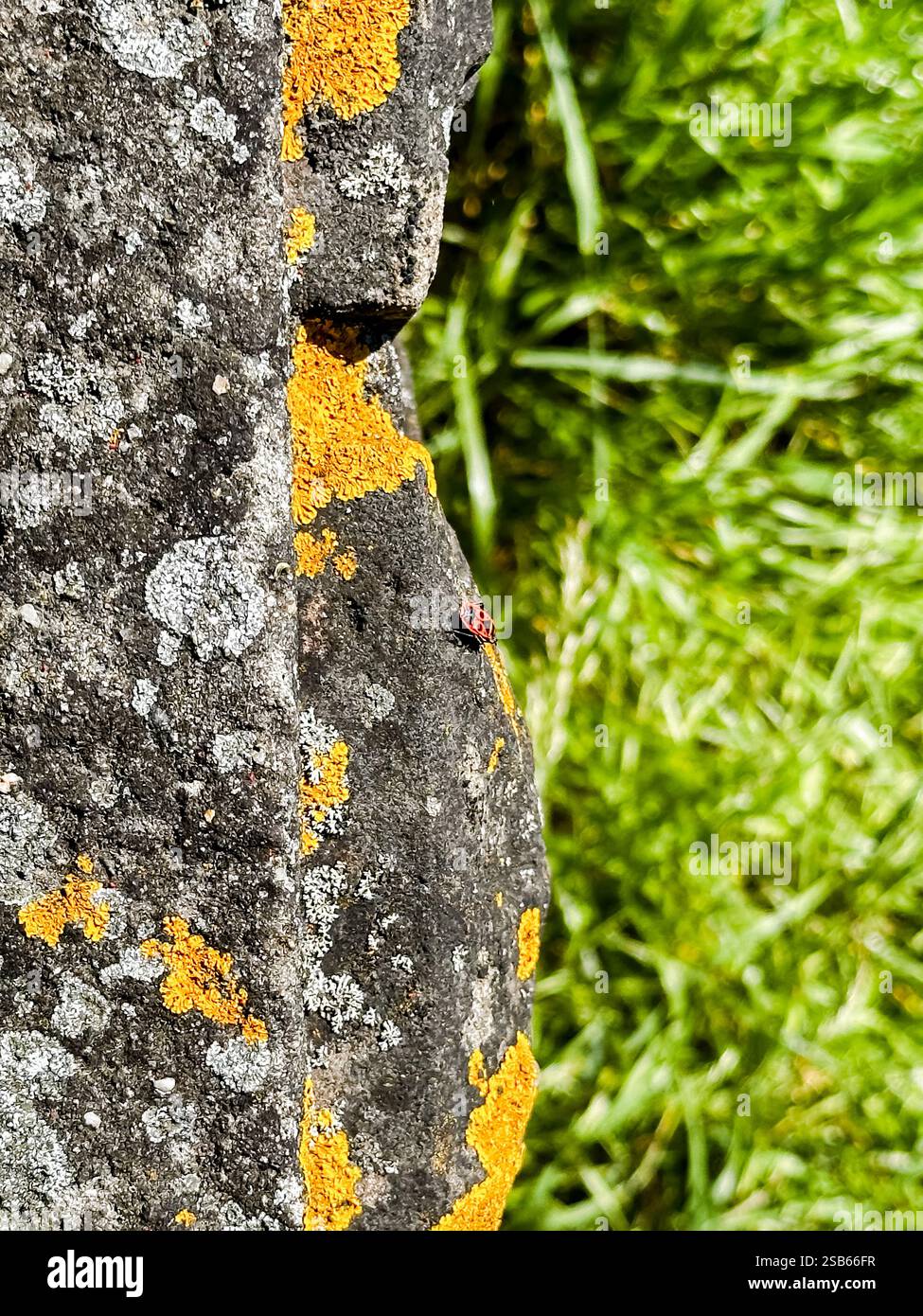 Small red bug is sitting on a rock with moss growing on it. The rock is ...