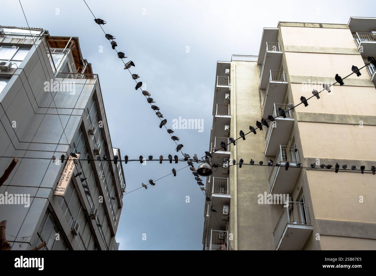 Birds resting on city wires hi-res stock photography and images - Alamy