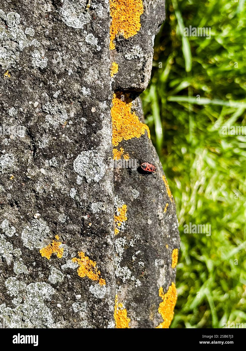 Ladybug is sitting on a rock with moss growing on it. The rock is ...